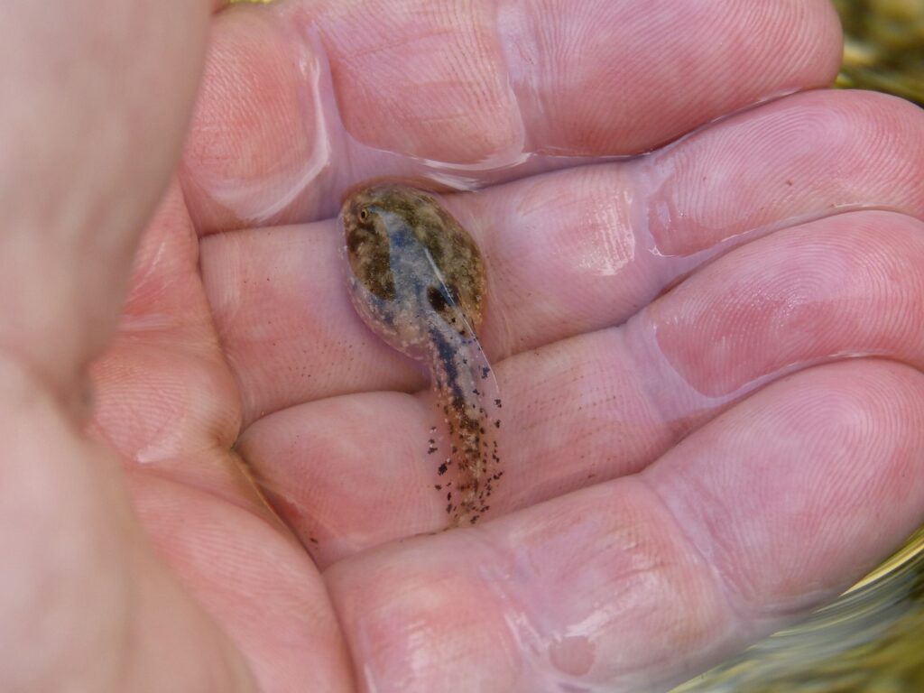How Many Toes Does a Frog Have? Find Out Here