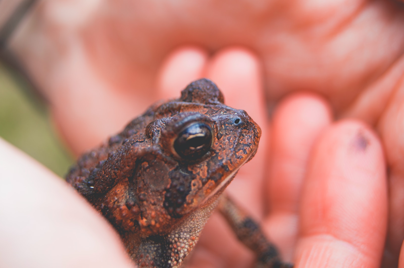 How Often Do Frogs Shed Their Skin? Learning About Frogs