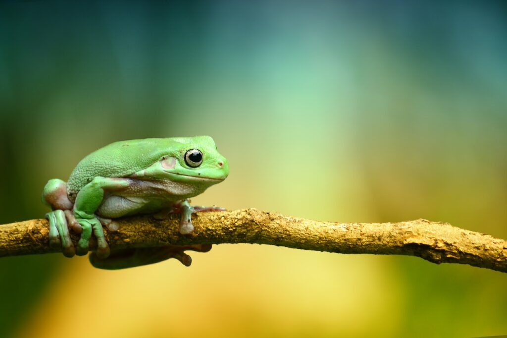 How to Drain a Bloated Frog: Treatment and Prevention Guide
