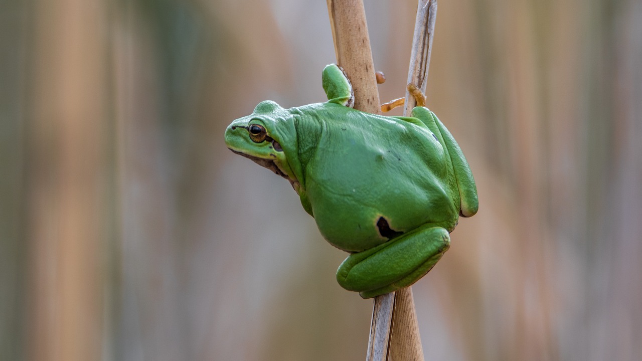 How to Drain a Bloated Frog: Treatment and Prevention Guide