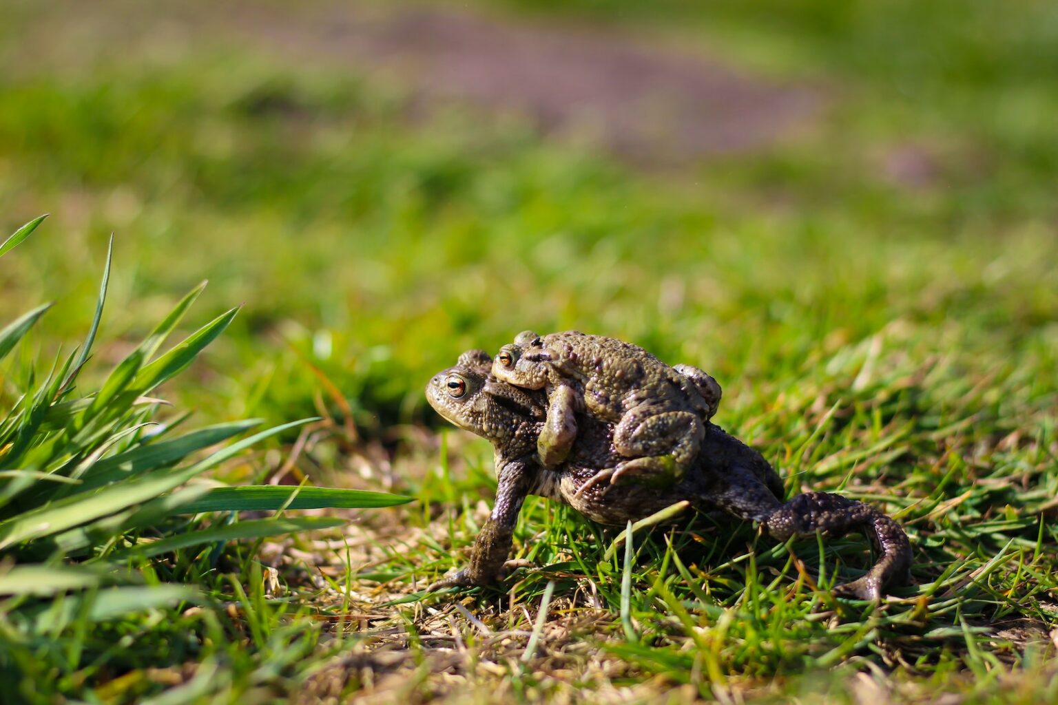 How Many Toes Does a Frog Have? Find Out Here