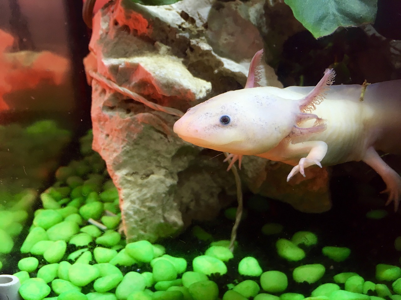 How Often Should I Feed My Axolotl? Complete Guide