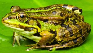 How to Drain a Bloated Frog: Treatment and Prevention Guide