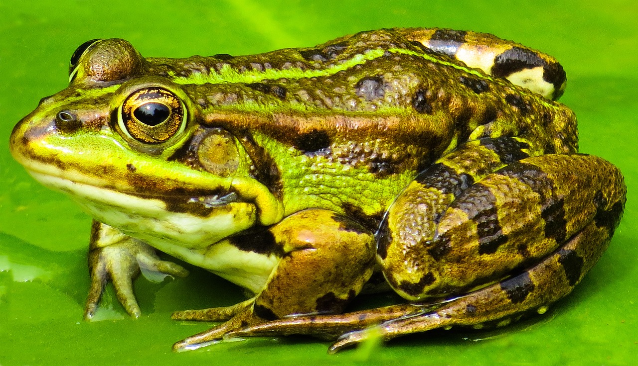 How to Drain a Bloated Frog: Treatment and Prevention Guide