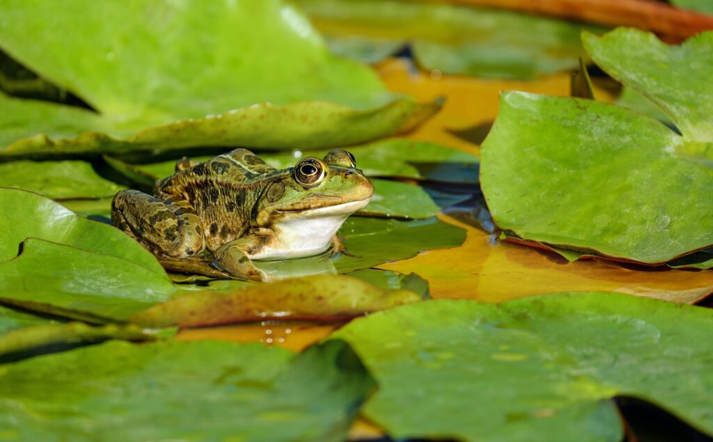 How Do Frogs Get in the House: Learn Our Prevention Tips