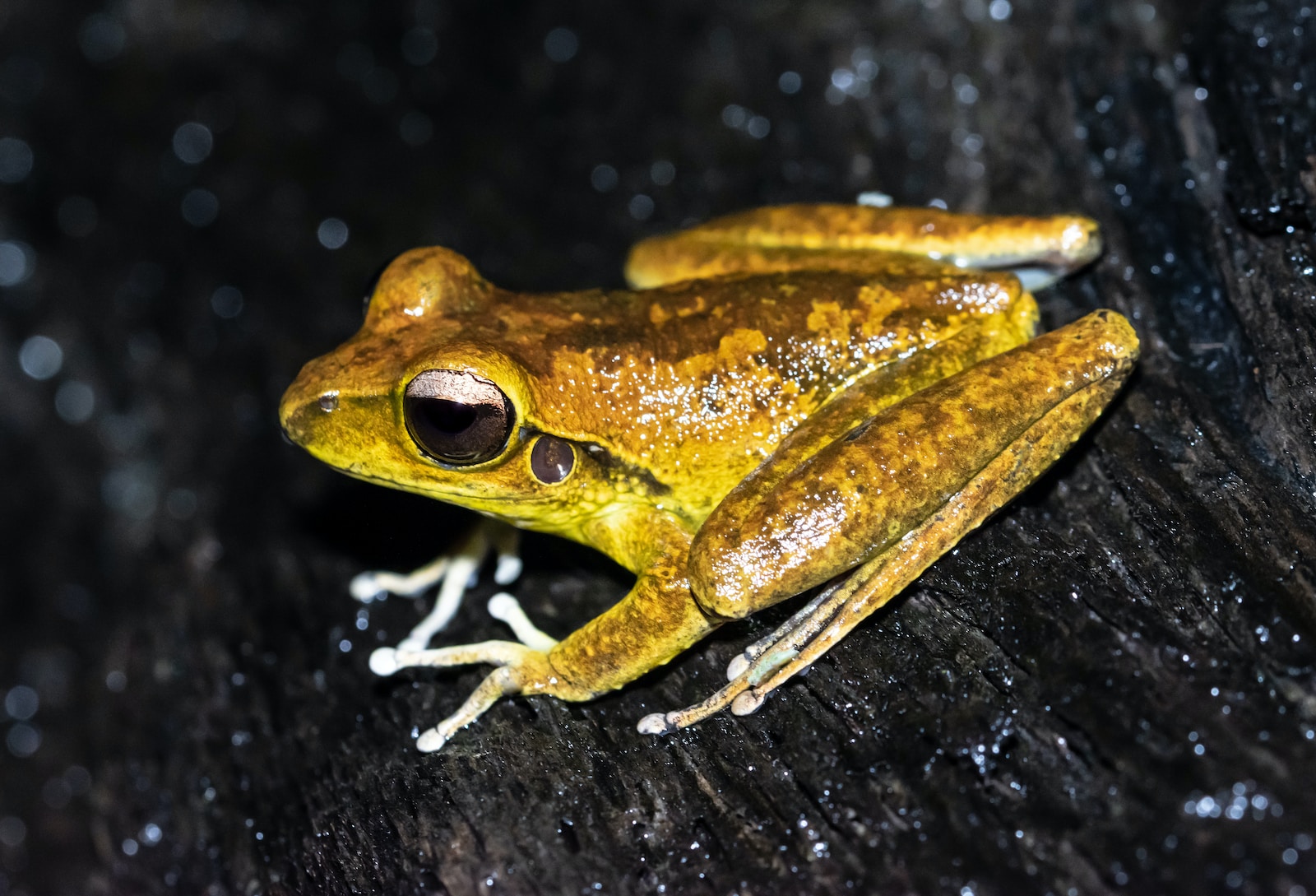 How Long Do Frogs Sleep? Finding Out Their Sleeping Patterns