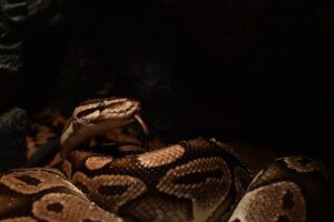 Male vs Female Snake Tail Ball Python: Know Their Differences