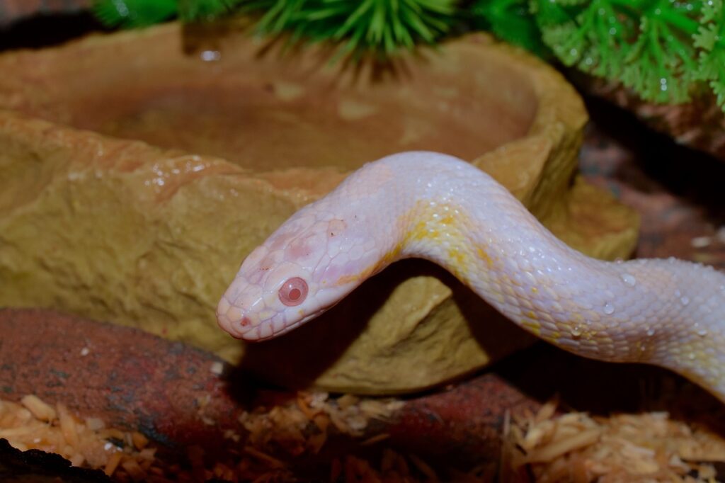 Male vs Female Corn Snake: Differences and Care Tips