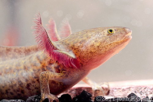 Male vs Female Axolotl: Discovering Physical Differences