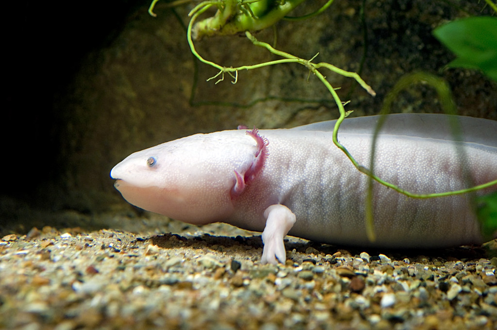 How Big Should an Axolotl Tank Be? Guide to Ideal Sizes