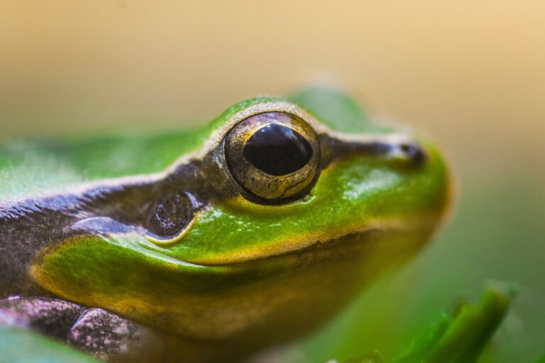 How Long Do Frogs Sleep? Finding Out Their Sleeping Patterns