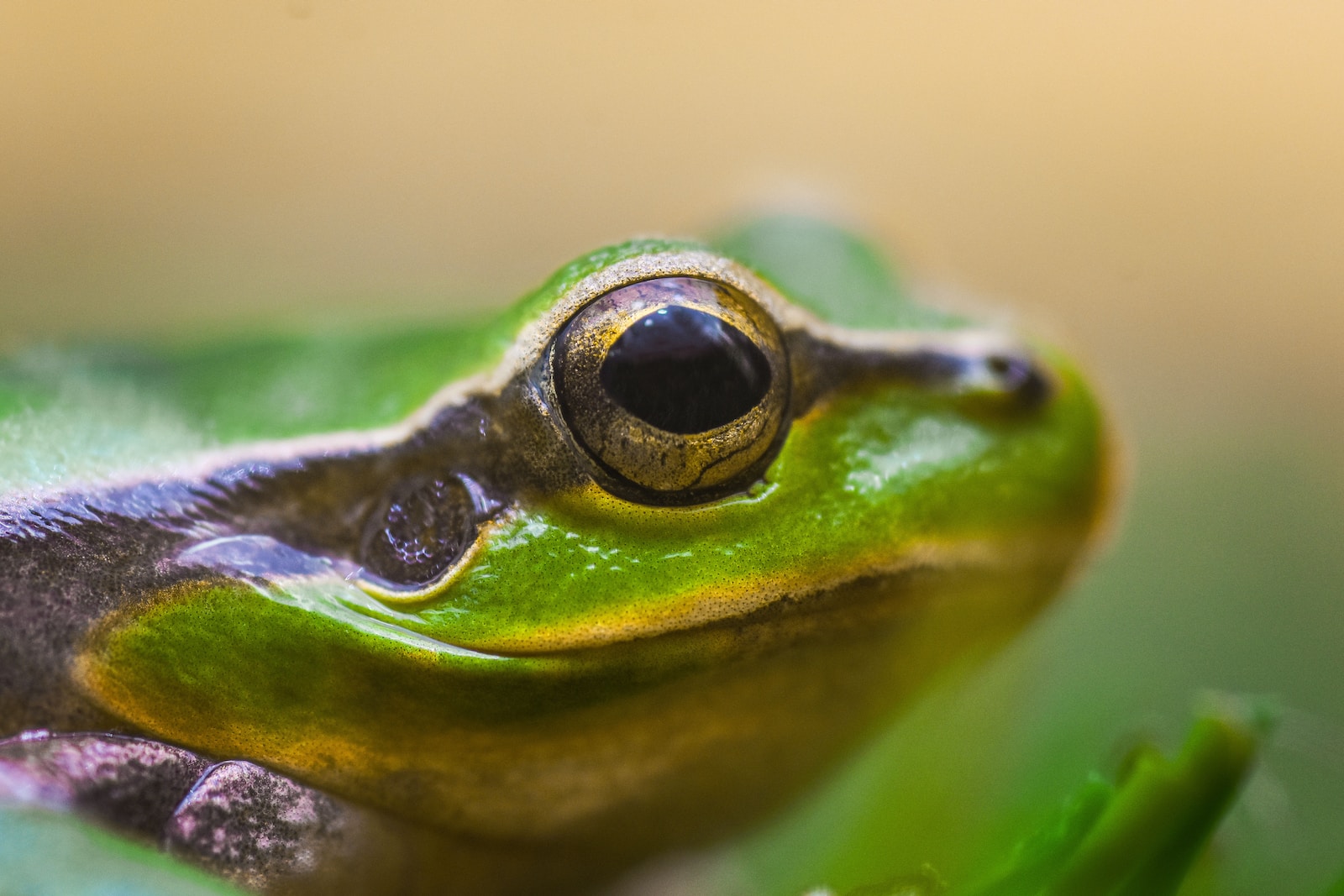 How Long Do Frogs Sleep? Finding Out Their Sleeping Patterns