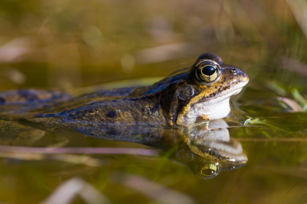 How Many Toes Does a Frog Have? Find Out Here