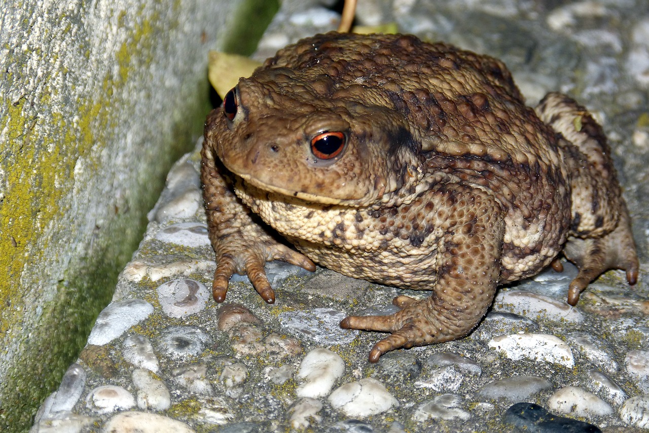 How Many Toes Does a Frog Have? Find Out Here