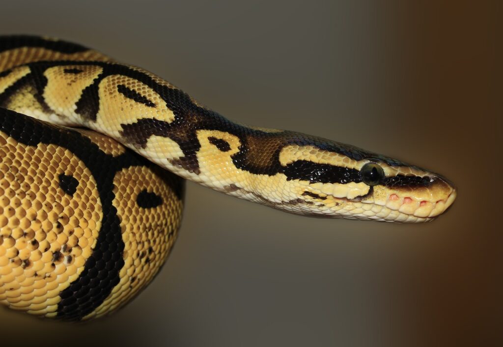 Male vs Female Snake Tail Ball Python: Know Their Differences