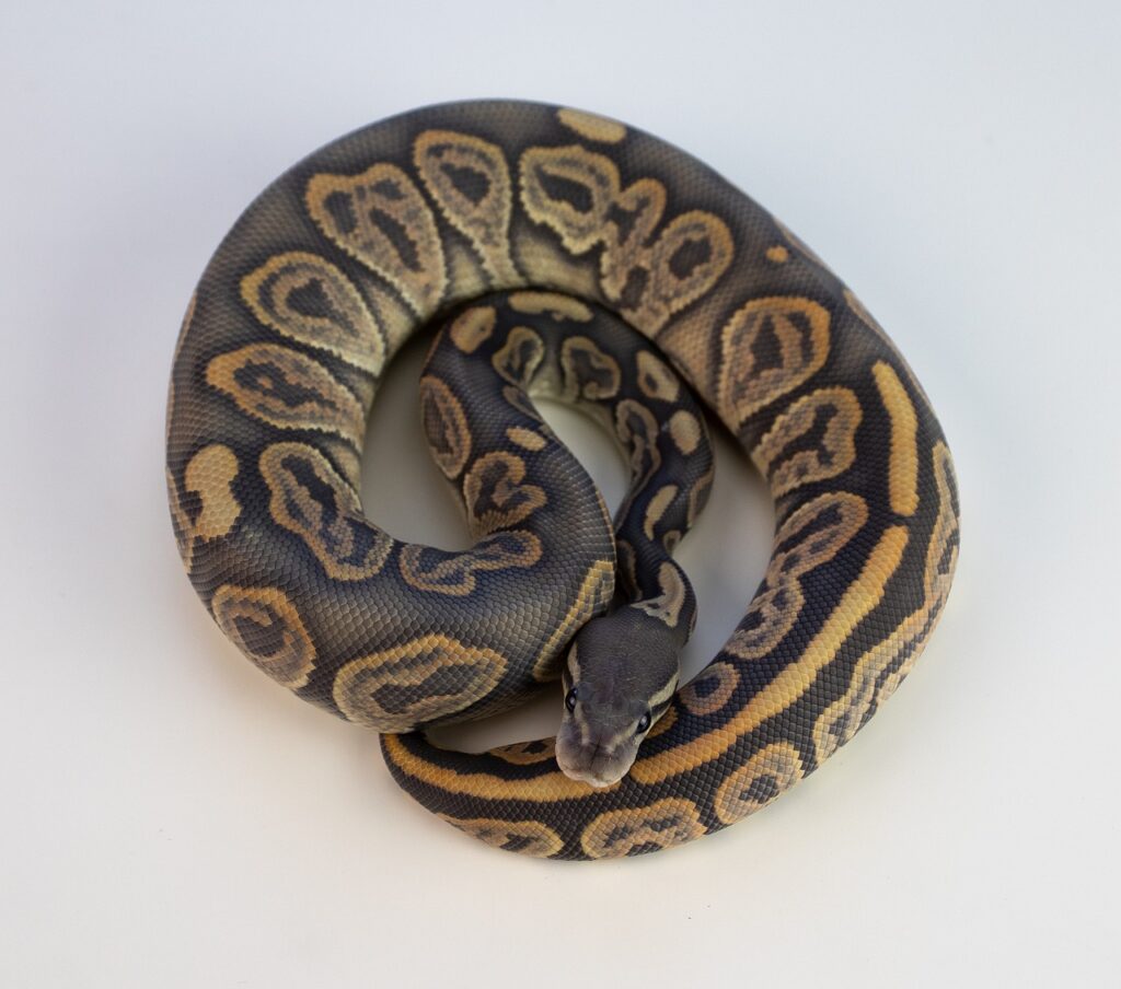 Male vs Female Snake Tail Ball Python: Know Their Differences