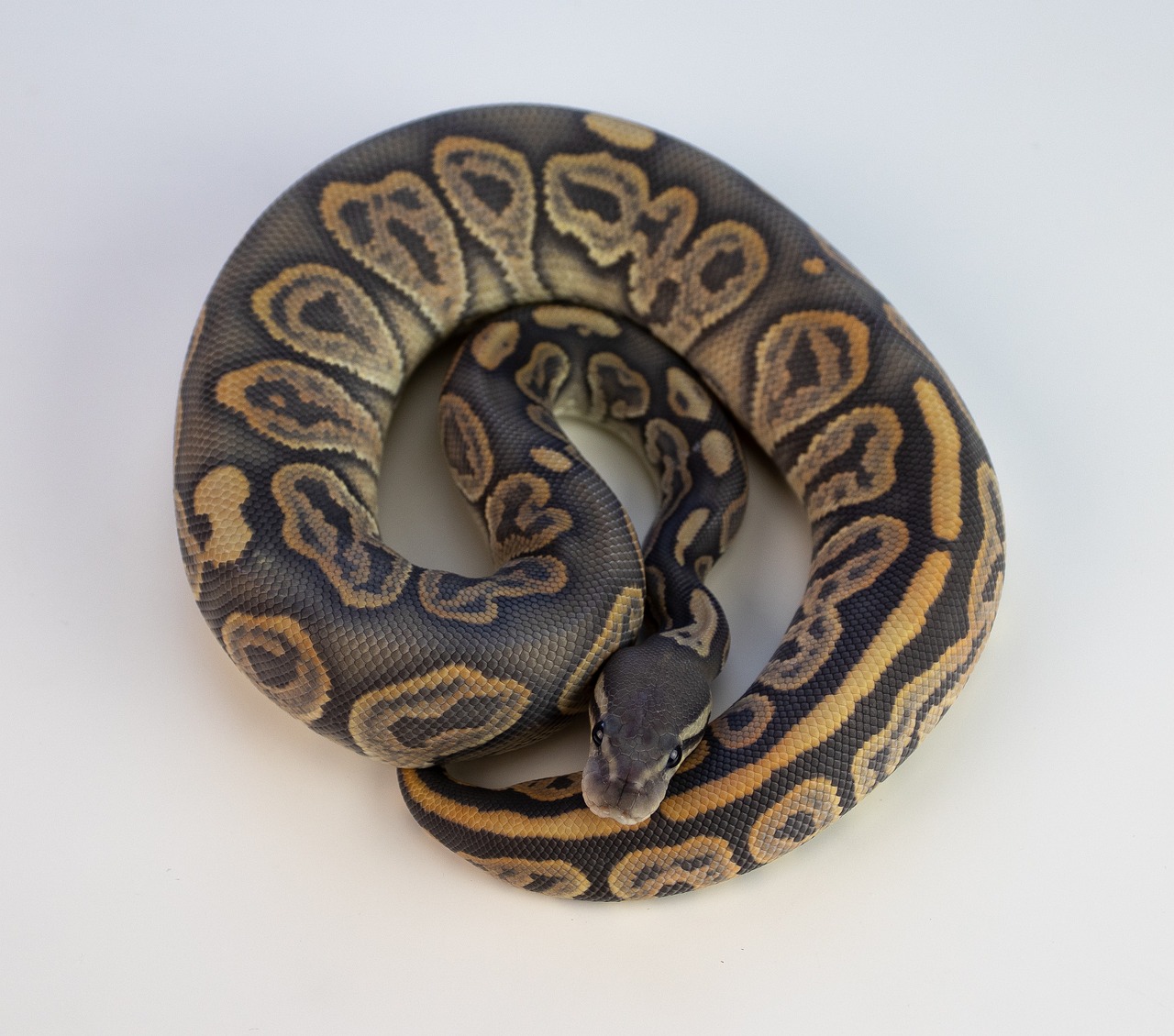 Male vs Female Snake Tail Ball Python: Know Their Differences