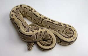 Male vs Female Snake Tail Ball Python: Know Their Differences