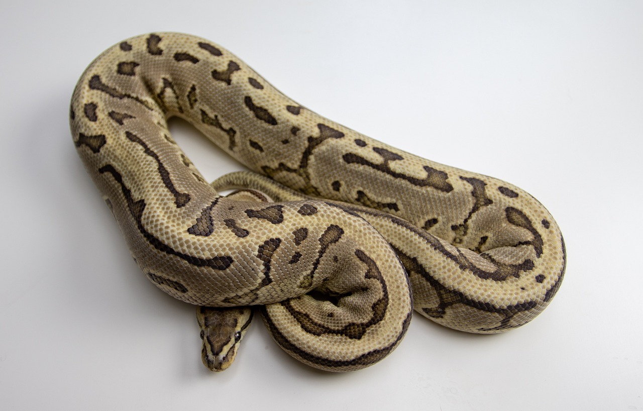 Male vs Female Snake Tail Ball Python: Know Their Differences