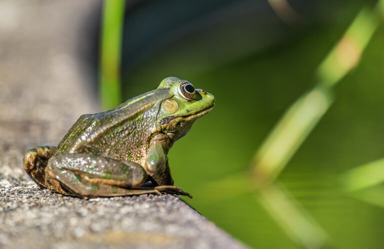 How to Drain a Bloated Frog: Treatment and Prevention Guide