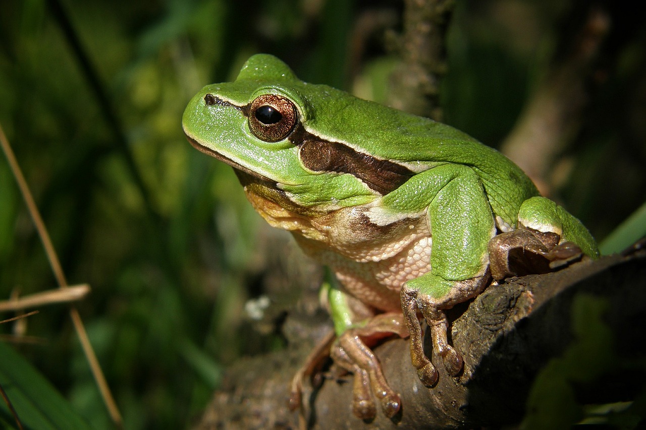 How Many Eyelids Do Frogs Have? Discovering More About Frogs