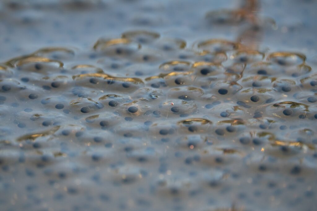 How Many Eggs Do Frogs Lay? Understanding Frog Reproduction