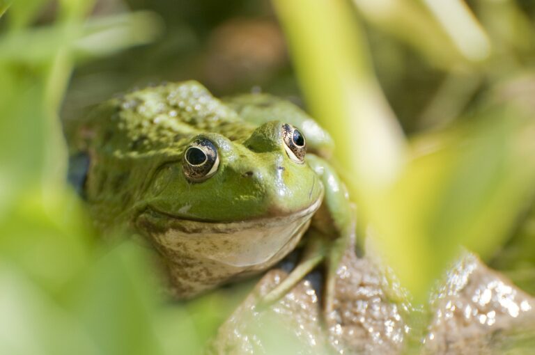 How Do Frogs Get in the House: Learn Our Prevention Tips