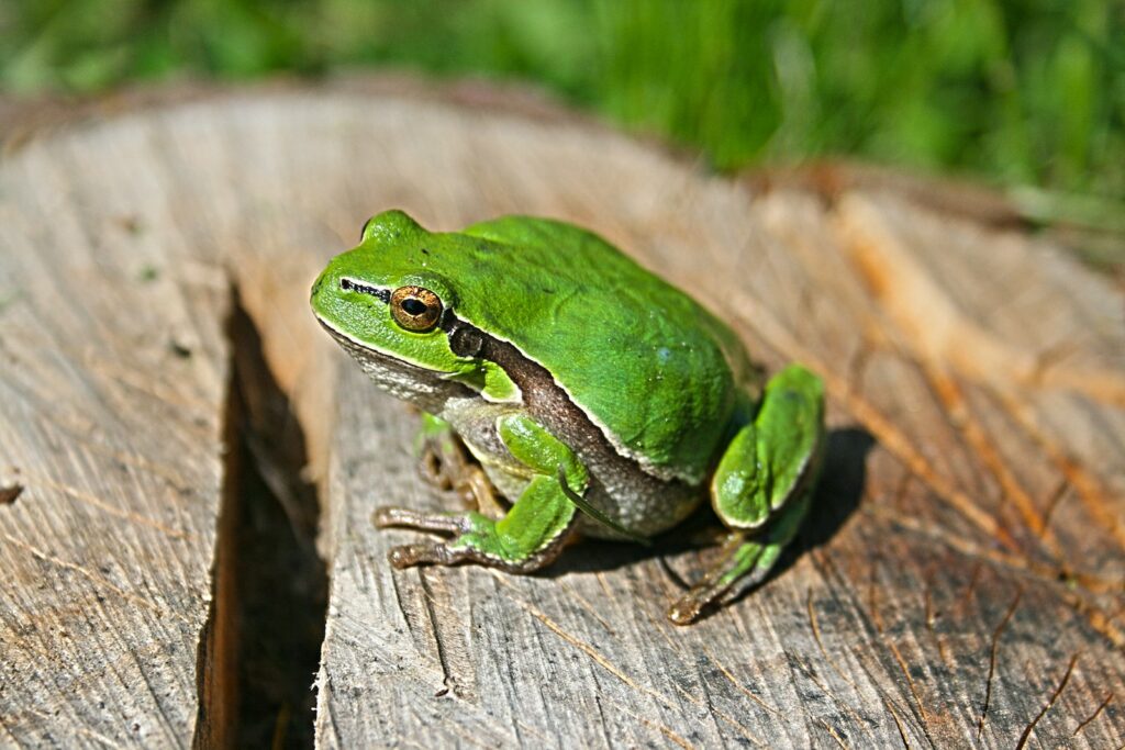 How to Tell if a Frog is Dying: Signs and Prevention Guide