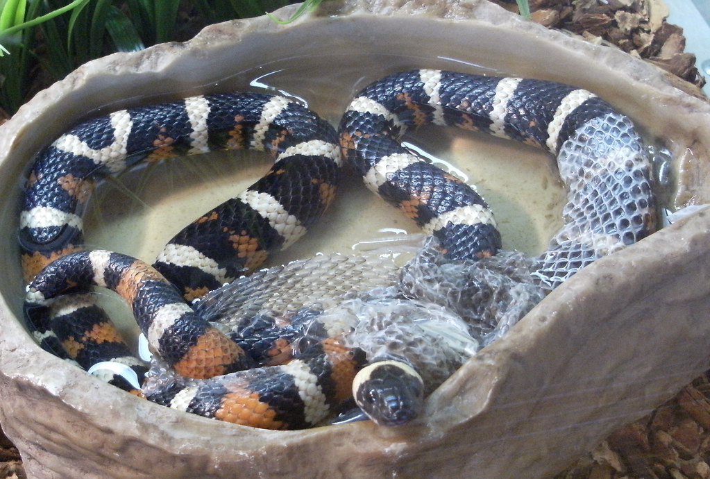 Rat Snake vs King Snake: Learn Their Differences