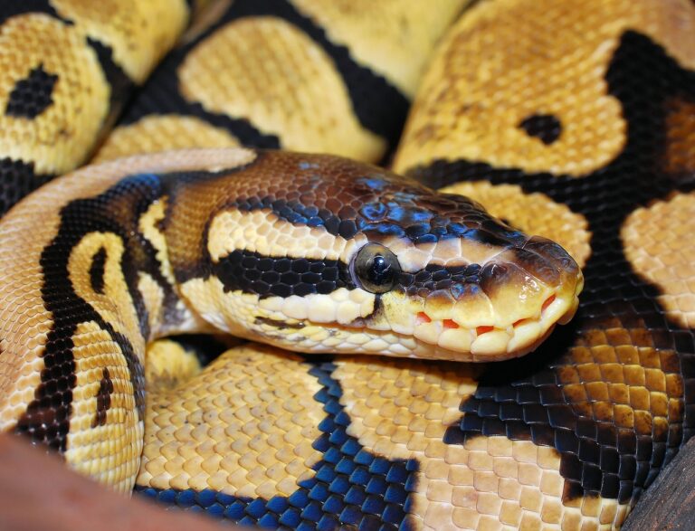 Male vs Female Snake Tail Ball Python: Know Their Differences