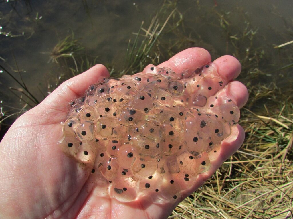 How Many Eggs Do Frogs Lay? Understanding Frog Reproduction