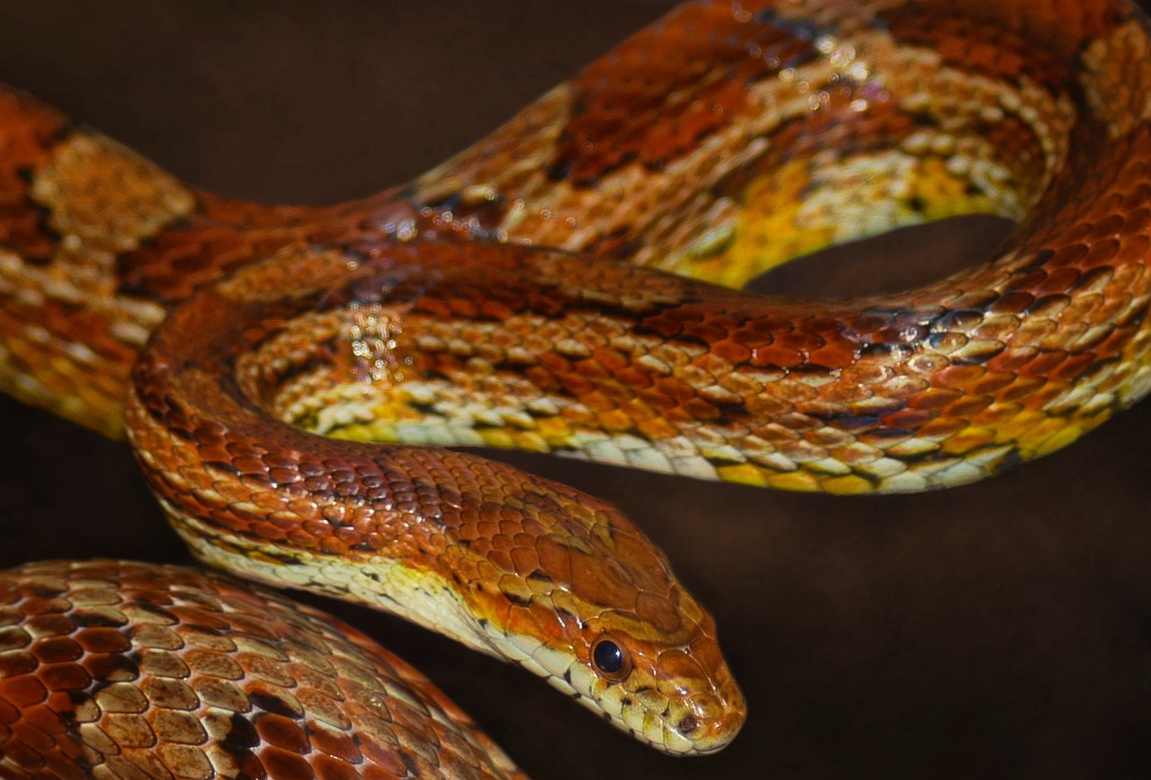 Male vs Female Corn Snake: Differences and Care Tips