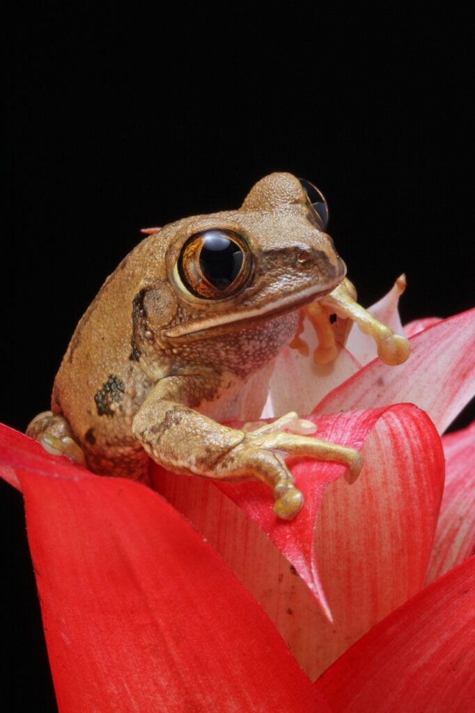 How to Drain a Bloated Frog: Treatment and Prevention Guide