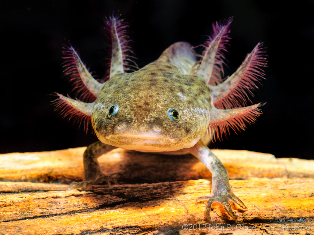 Male vs Female Axolotl: Discovering Physical Differences