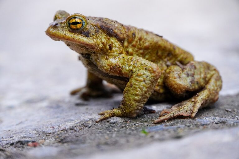 How Many Toes Does a Frog Have? Find Out Here