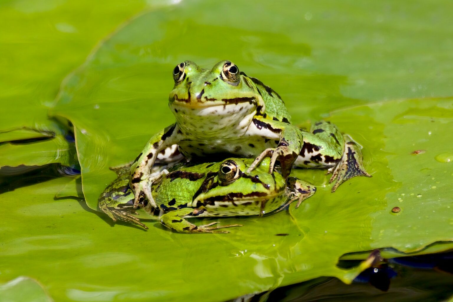 How Often Do Frogs Shed Their Skin? Learning About Frogs
