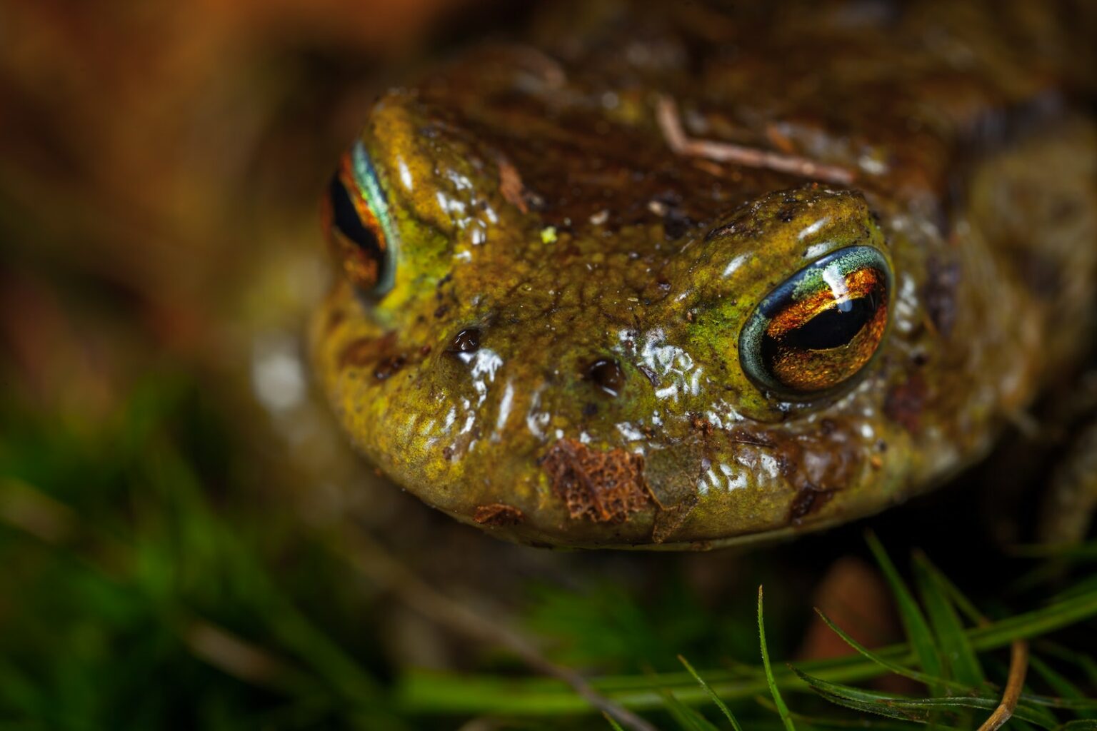 How Many Toes Does a Frog Have? Find Out Here