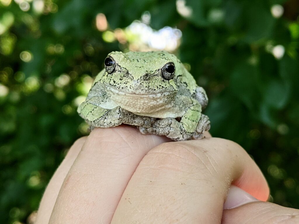 How to Tell if a Frog is Dying: Signs and Prevention Guide