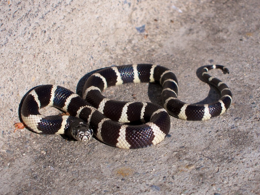 Rat Snake vs King Snake: Learn Their Differences