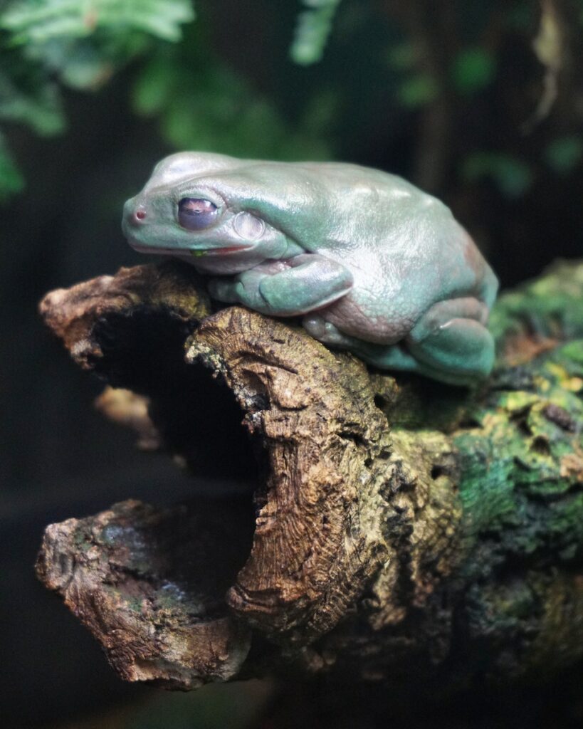 How to Tell if a Frog is Dying: Signs and Prevention Guide
