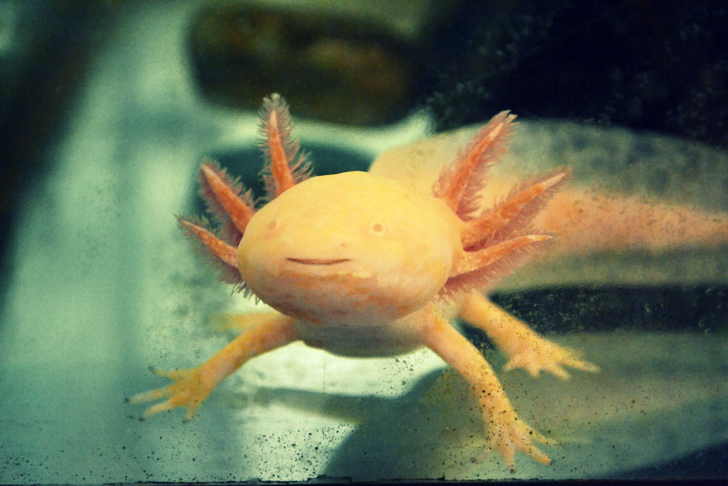 Male vs Female Axolotl: Discovering Physical Differences