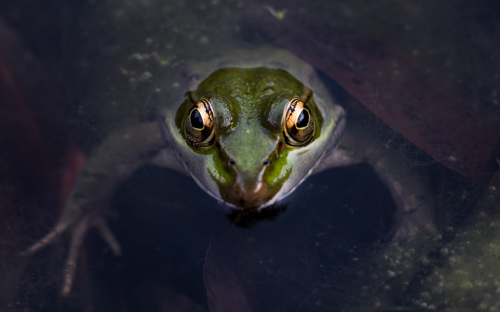 How Often Do Frogs Shed Their Skin? Learning About Frogs