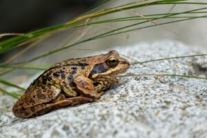 How Long Do Frogs Sleep? Finding Out Their Sleeping Patterns