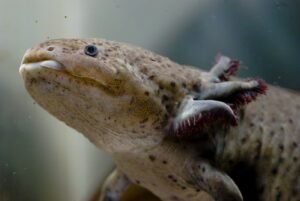 Male vs Female Axolotl: Discovering Physical Differences