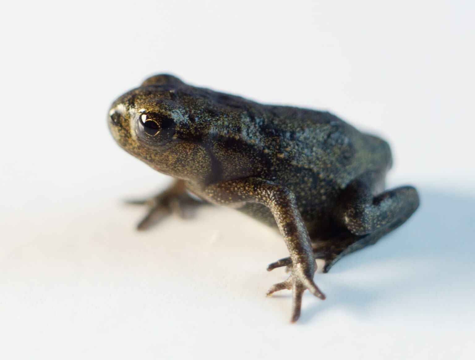 How Long Do Frogs Sleep? Finding Out Their Sleeping Patterns