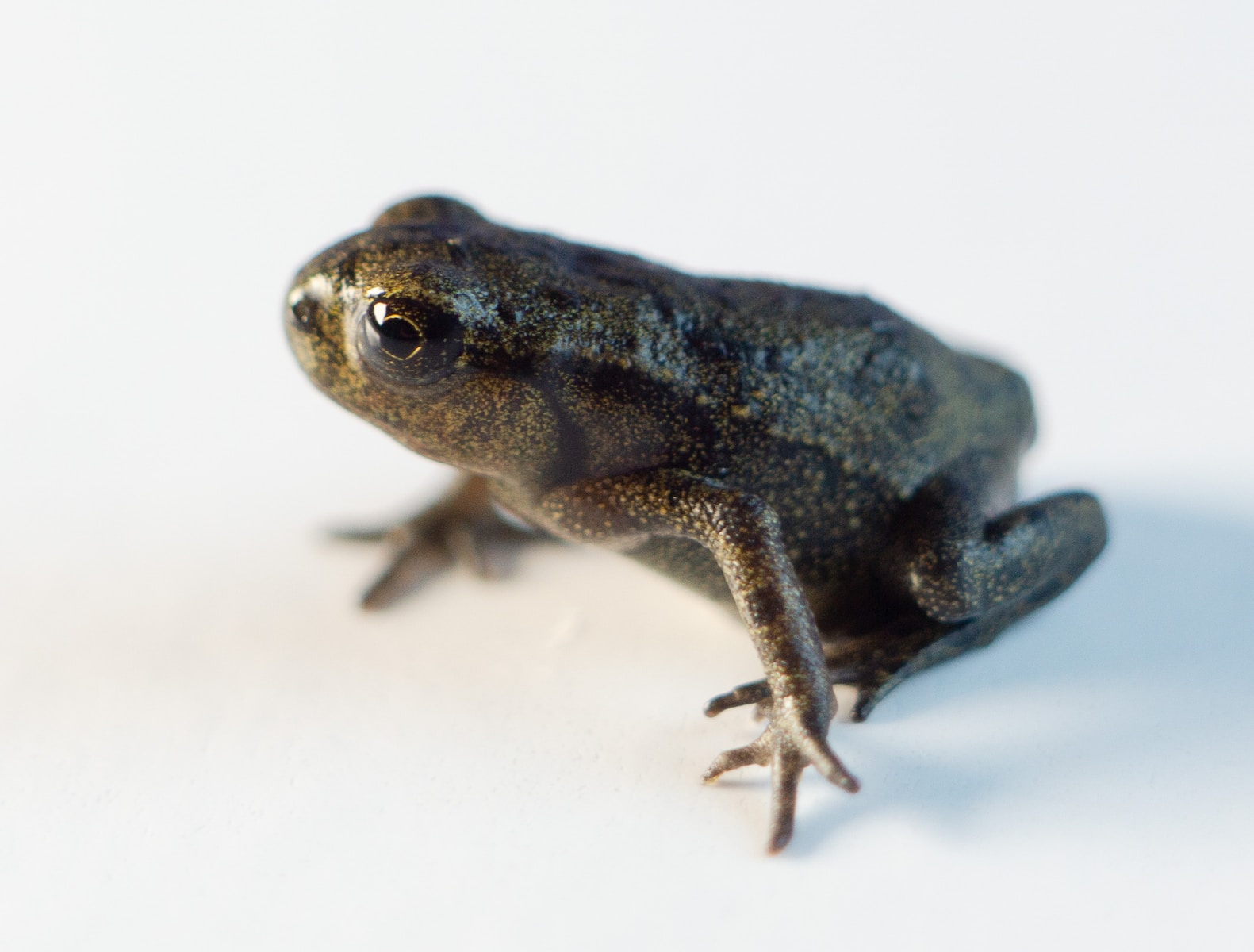 How Long Do Frogs Sleep? Finding Out Their Sleeping Patterns