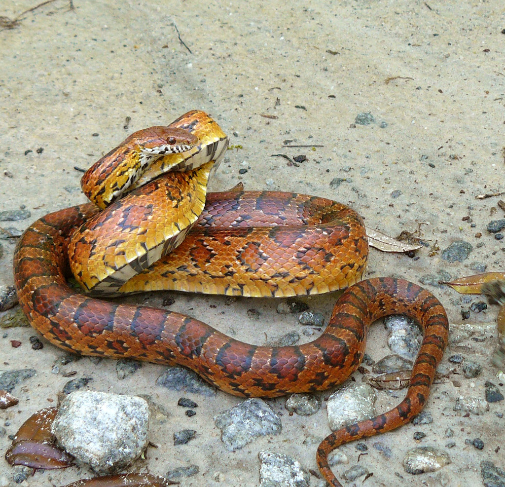 Male vs Female Corn Snake: Differences and Care Tips