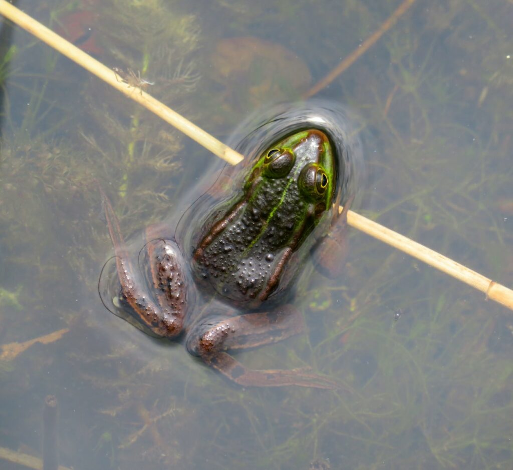 How Many Eggs Do Frogs Lay? Understanding Frog Reproduction