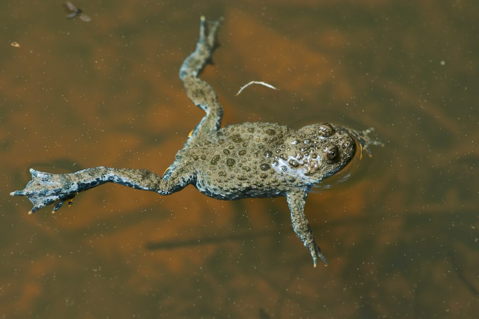 How Often Do Frogs Shed Their Skin? Learning About Frogs