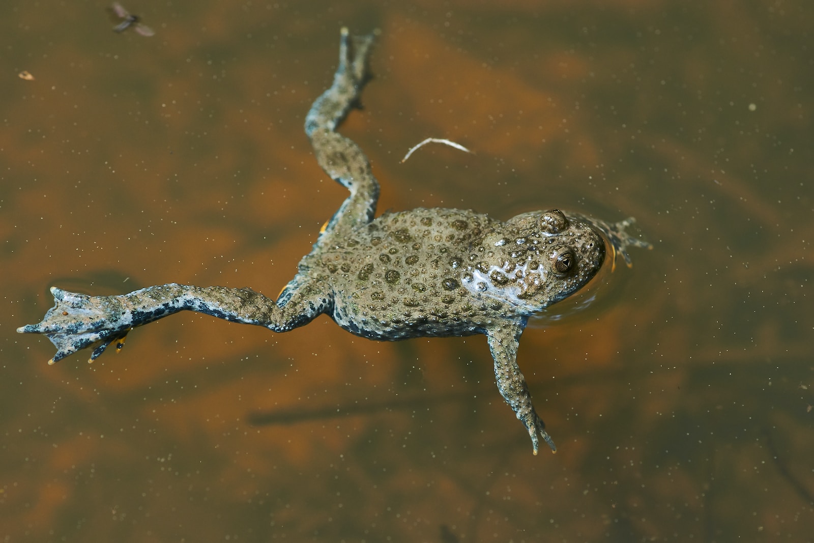 How Often Do Frogs Shed Their Skin? Learning About Frogs